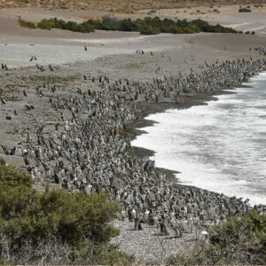 Punta Tombo con Isla Escondida - Animal Travel - Tu Pasaje a La ...