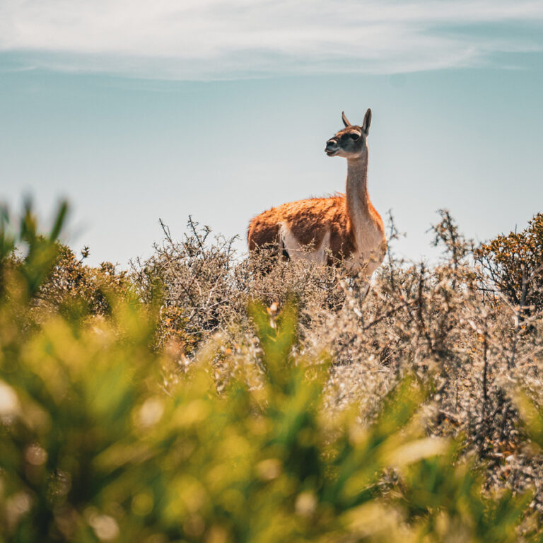 Punta Tombo con Isla Escondida - Animal Travel - Tu Pasaje a La ...